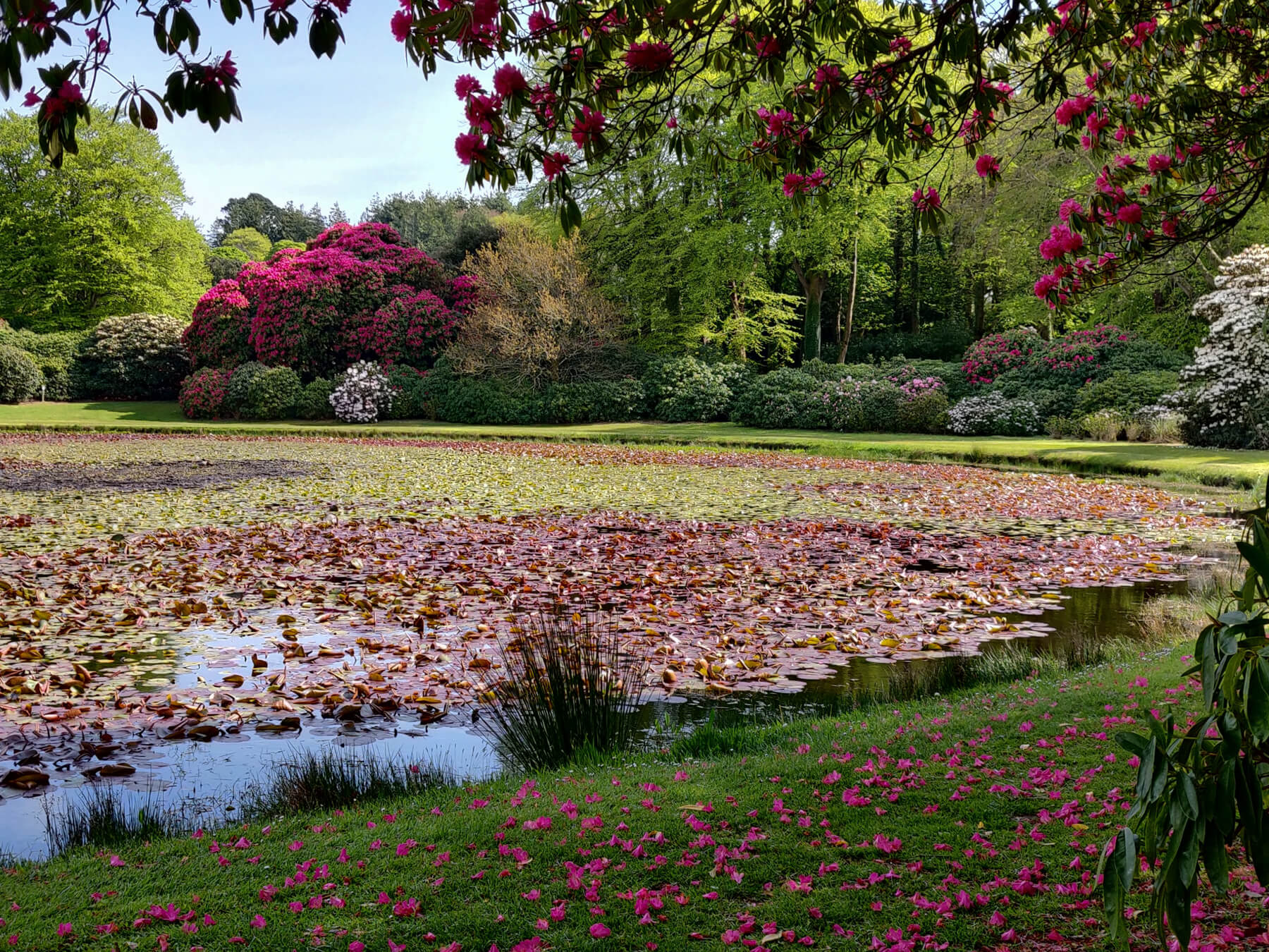 Les jardins de Castle Kennedy: trésor caché de l’Écosse | The Other Paths