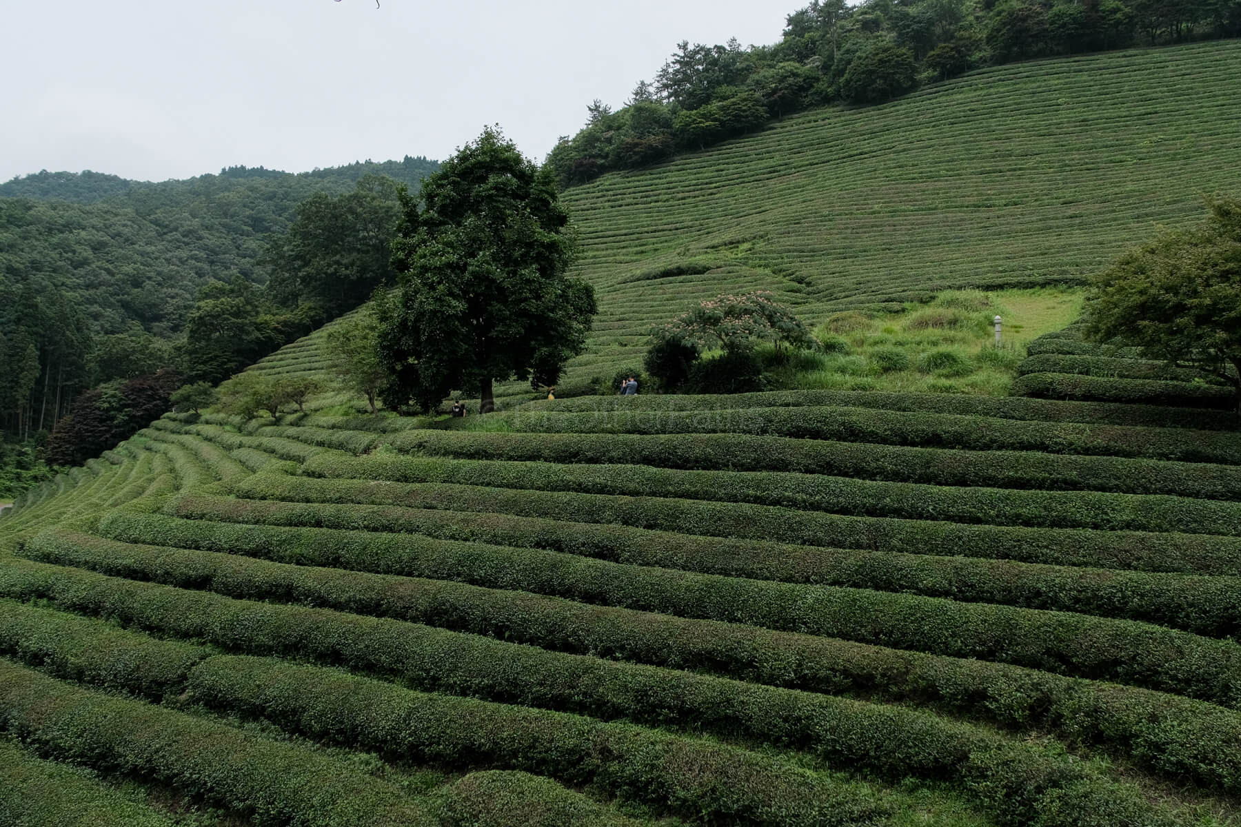 Daehan Dawon tea plantations in Boseong